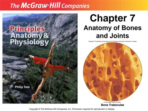 SOLUTION Anatomy Of The Bones Bs Biology Central Philippine University Studypool