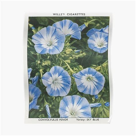 Convolvulus Minor Flower Poster For Sale By Metaurus Redbubble
