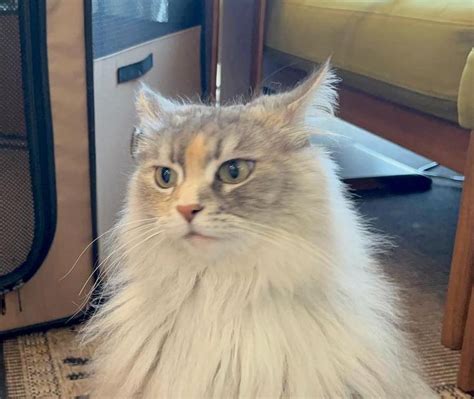 ขายแมวพันธุ์ไซบีเรียน สีขนสวย Ennxo