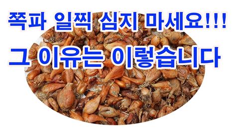 쪽파 일찍 심지 마세요그 이유는 이렇습니다 올해는 늦장마에다 늦더위까지 계속 되니 쪽파 심는 시기 예년대로 심지말고