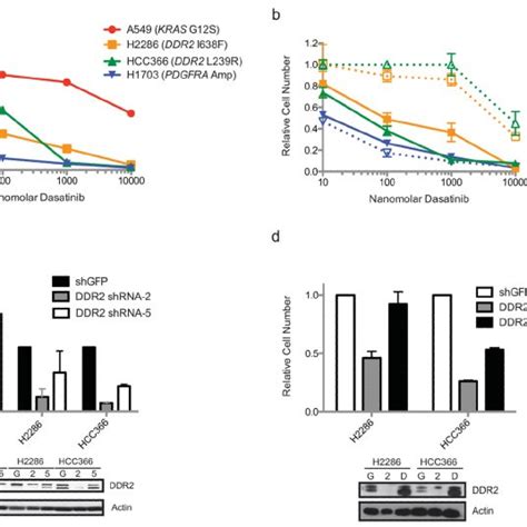 Lung Cancer Cell Lines With Ddr2 Mutations Are Sensitive To Drugs And
