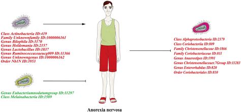 Frontiers The Causality Between Gut Microbiome And Anorexia Nervosa