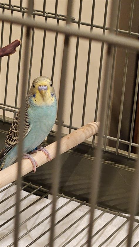 Sex My New Birb Named Dragon R Budgies