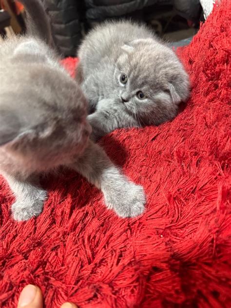 واگذاری گربه ۲ ماهه نر‌وماده بریتیش اسکاتیش در تهران