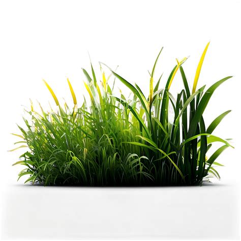 Download Grass D