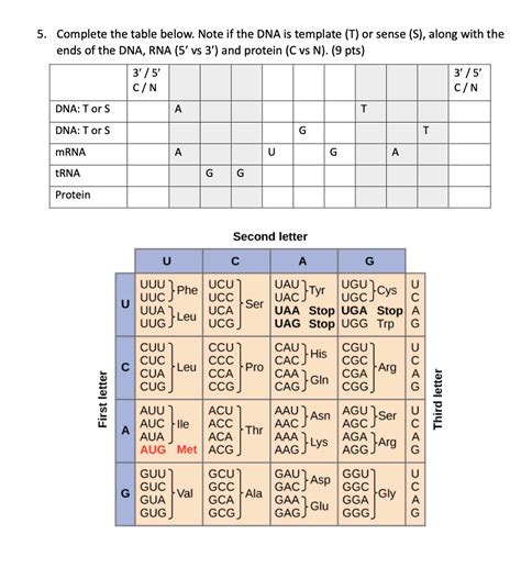 Solved Complete The Table Below Note If The DNA Is Chegg