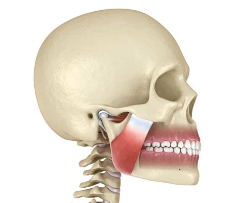 Understanding Tmj And Tmd Differences