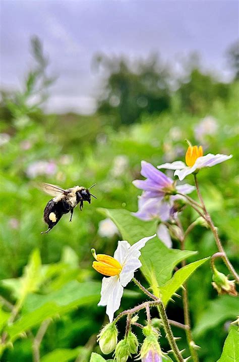 ida kaastra mutoigo on linkedin bugs ‘r us today s bugs are nature s