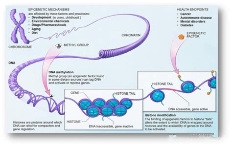 【dna甲基化】多组学数据原理与表观组学分析 合肥华斯泰生物医学科技有限公司——提供专业化的数据管理，统计分析，和报告撰写等服务
