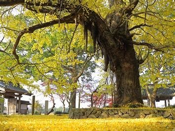 丹波国分寺跡観るぶらり亀岡 亀岡市観光協会