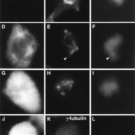 Mitotic Spindle Organization And Positioning Is Impaired In
