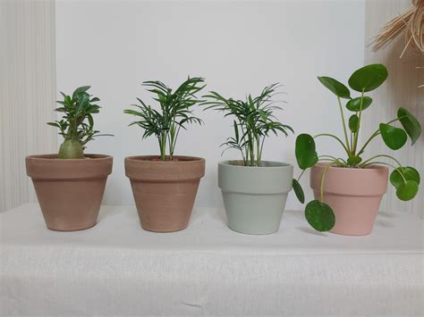 실내 식물의 종류