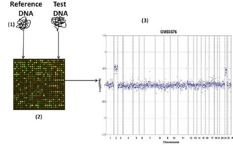 Schematic Representation Of Array Cgh Genomic Dna From Two Cell