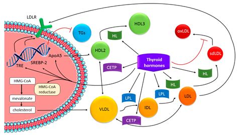 Clinical Aspects Of Genetic And Non Genetic Cardiovascular Risk Factors