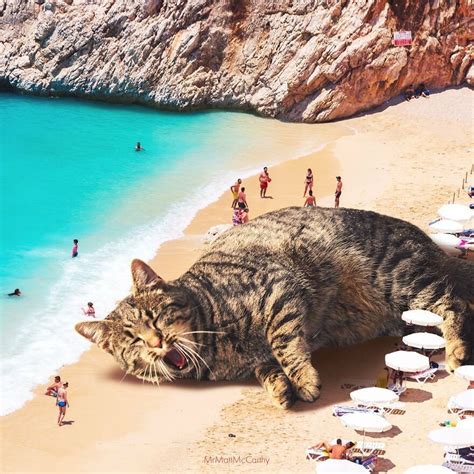 91 Surreal Photo Edits With Giant Cats By Matt Mccarthy New Pics Artofit