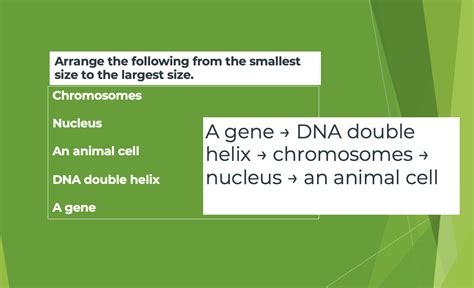 Cell Division Teaching Resources