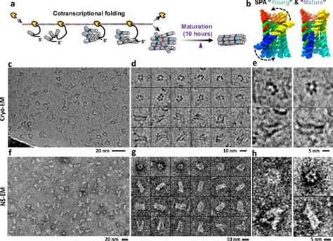 Creative Biostructure On Linkedin Non Averaged Single Molecule Tertiary Structures Reveal Rna