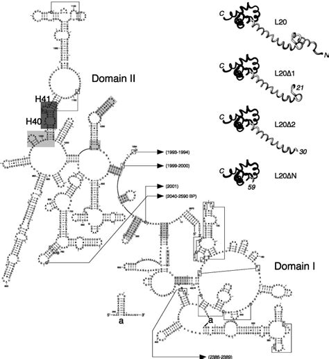 Structure Of The Ribosome Bound Form Of L20 And Its Interactions With Download Scientific