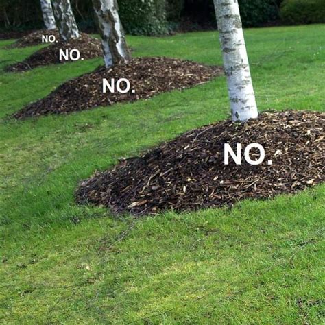 Mulching Around Trees Tree Lafayette