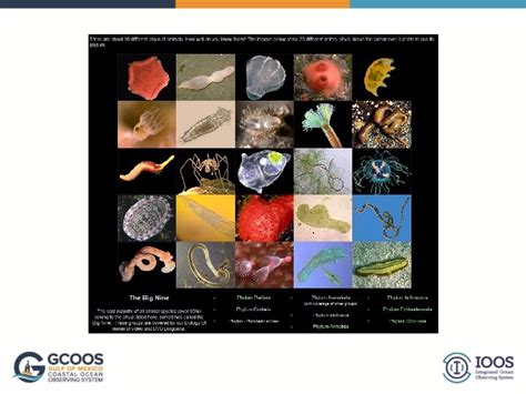 Lesson Plan Taxonomy And Classification Summary This Lesson
