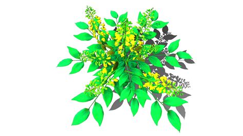 3d Model Flower Pterocarpus Indicus Turbosquid 2132167