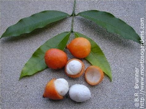 Rheedia brasiliensis | Fruit, Fruit trees, Garcinia