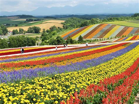 ฟาร์มโทมิตะ Tomita Farm