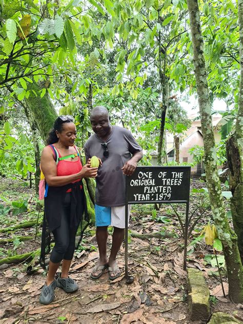 The Cocoa Farm Tour Gold Coast Xp