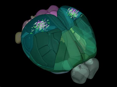 Allen Institute For Brain Science Announces Mapping Of The Mouse Cortex In 3d Allen Institute