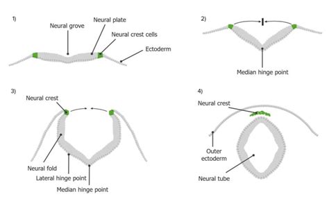 Gastrulation And Neurulation Concise Medical Knowledge