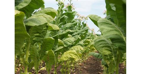 Срокът за вписване на тютюнопроизводителите в публичния регистър се удължава до 30 май