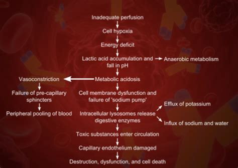 Shock And Sepsis Flashcards Quizlet