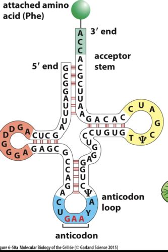 Biochem 4332 Exam 3 Flashcards Quizlet