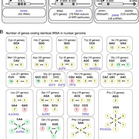 Schematic Representation Of Pol Iii Transcribed Genes A Pol Download Scientific Diagram