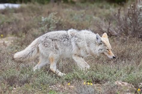 Fox Vs Coyote Differences Size Bite Force Etc