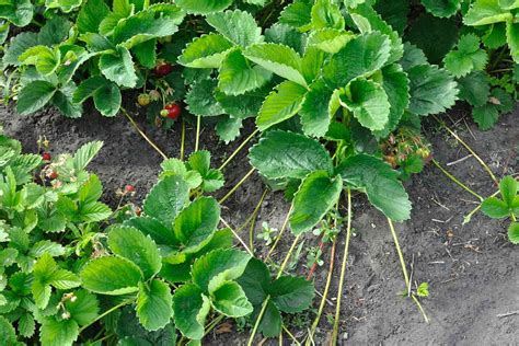 How To Grow Strawberry Plants