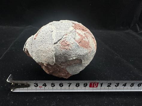 Dinosaur Fossil Matrix Hadrosaurus Or Therizinosaurus 11 Cm 10 Cm Auction Online Catawiki