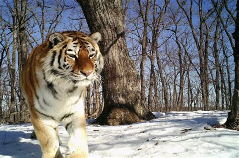 Тигрицу застрелил и спрятал в тайнике житель ЕАО Аргументы и факты Хабаровск Дзен