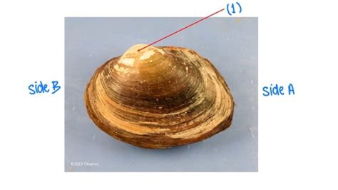 Bio 109 Lab Final Images Flashcards Quizlet