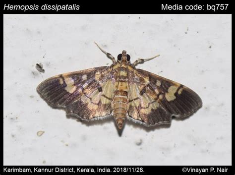 Hemopsis Dissipatalis Lederer 1863 Moths