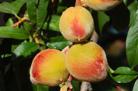 Dwarf Peach Trees Facts Cultivars And Growing Information