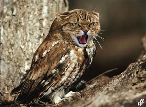 Meme Alert Meowls Comediva