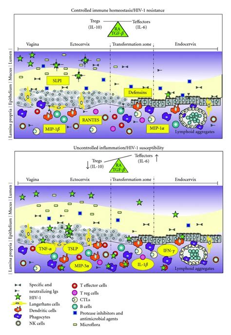 Qualitative And Quantitative Differences In Mucosal Innate And Adaptive