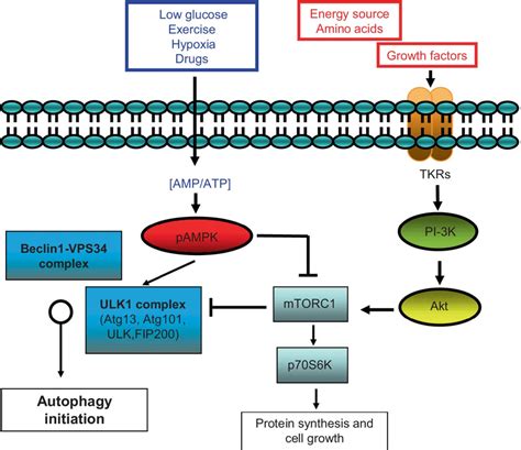The Mechanistic Target Of Rapamycin MTOR Complex 1 MTORC1 Is