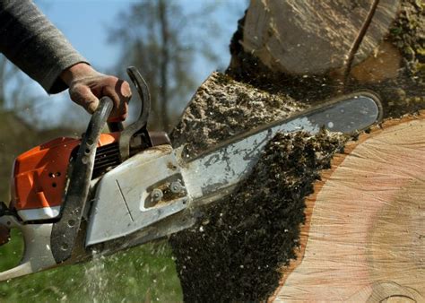 Sarasota County Tree Removal Permit Everything To Know