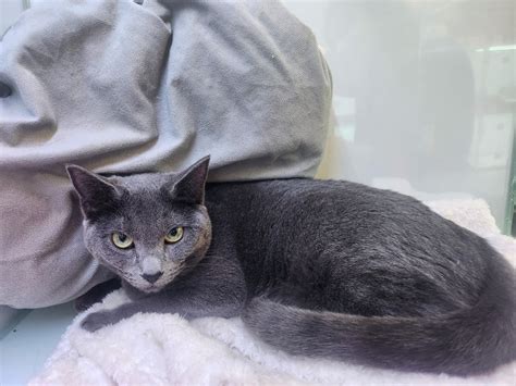 러시안블루 달 요크셔테리어무료입양사이트 웰시코기무료입양사이트 이탈리아그레이하운드무료입양사이트 치와와무료입양사이트 코카스파니엘무료입양사이트 폼스키무료입양사이트 폼치무료입양