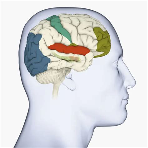 Motor Cortex Diagram