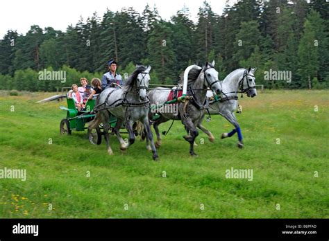 Russian Team Horse Sex Telegraph