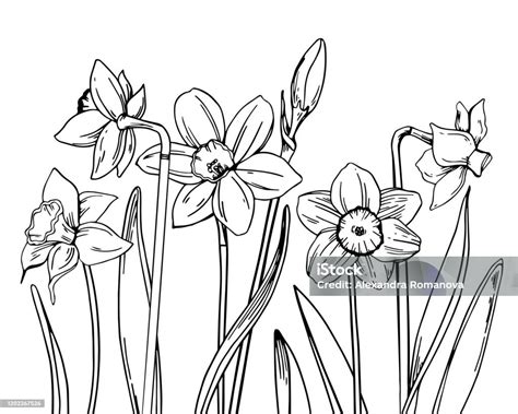페이지 하단에 행에 수선화와 컴포지션 손으로 그린 윤곽선 벡터 스케치 일러스트 수선화속에 대한 스톡 벡터 아트 및 기타 이미지 수선화속 스케치 패턴 Istock