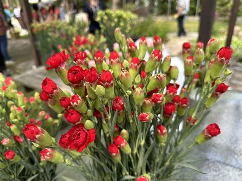 發芽率不佳產量減2成 國產康乃馨每把飆漲約40元 生活新聞 生活 聯合新聞網